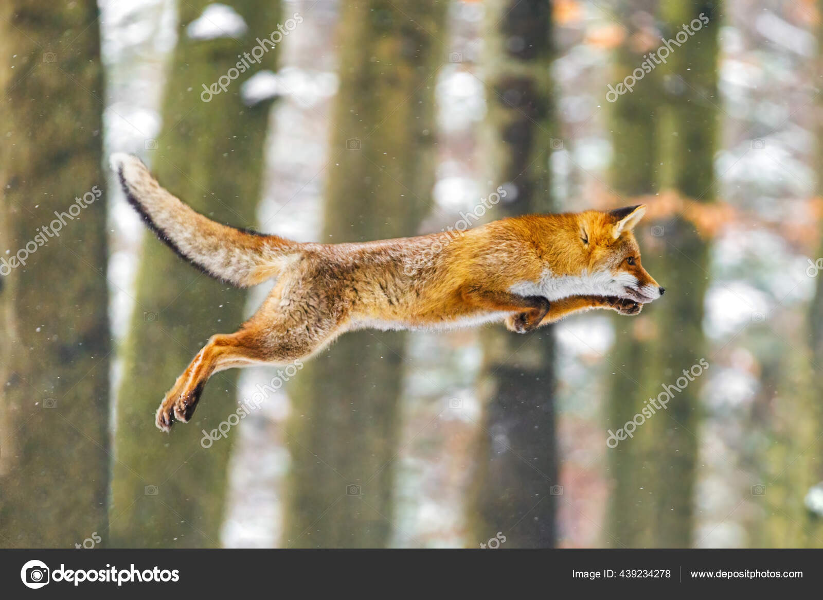 Fox Flight Red Fox Vulpes Vulpes Jumping Winter Forest Orange Stock ...