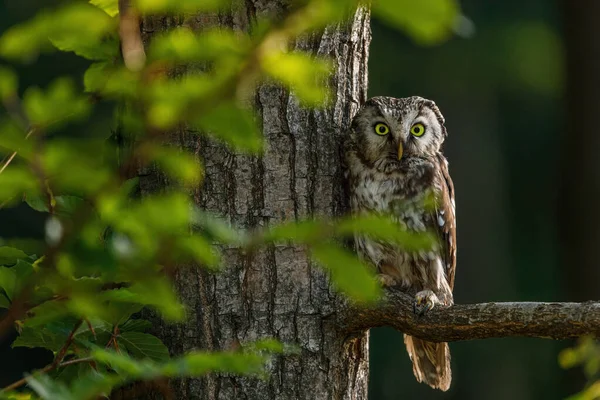 Fotos de Coruja boreal, Imagens de Coruja boreal sem royalties ...