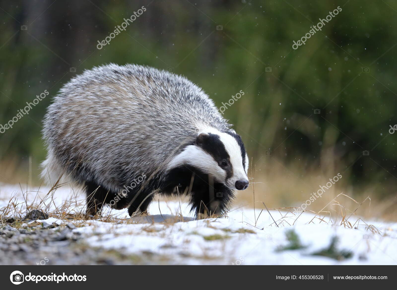 Western Badger