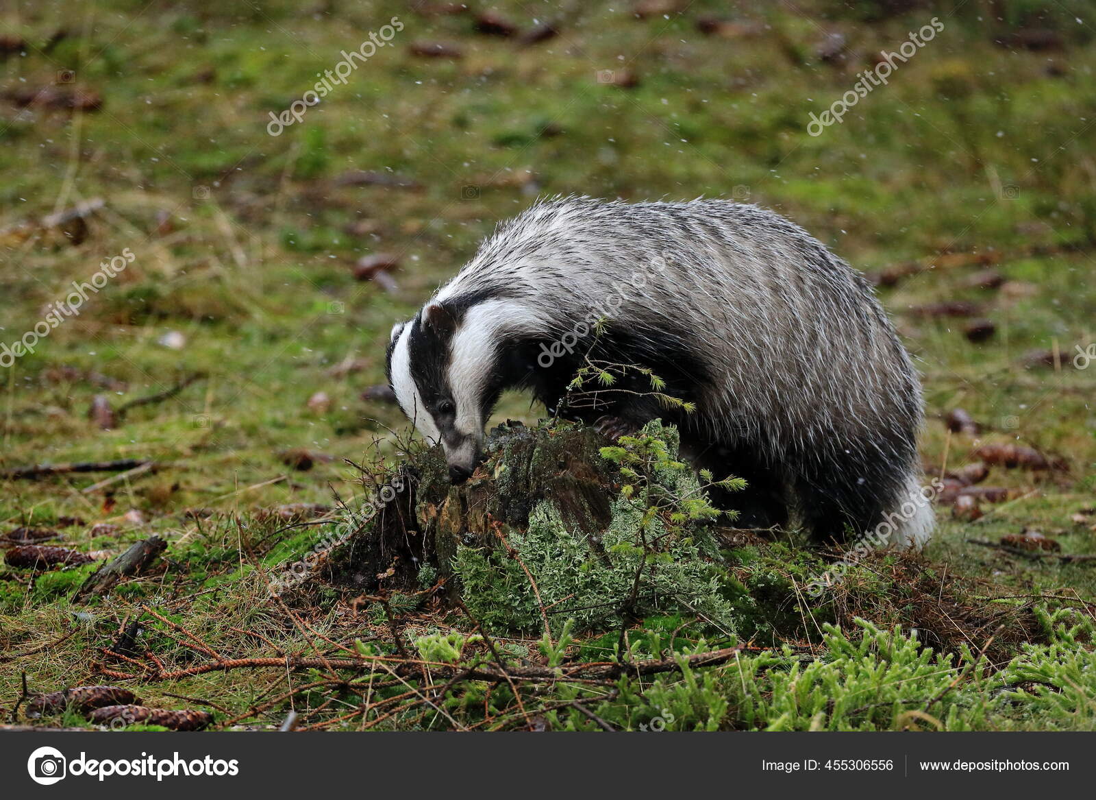 Western Badger