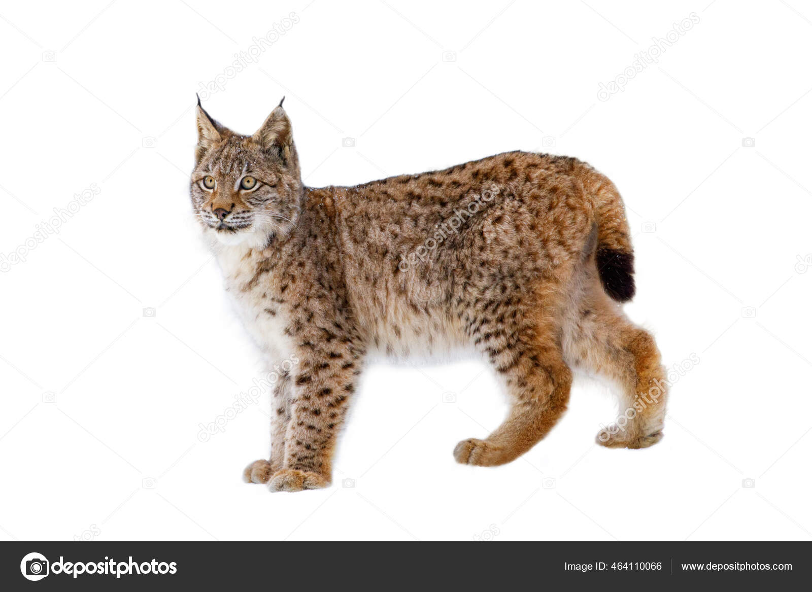 Lynx Isolated White Background Young Eurasian Lynx Lynx Lynx Walks ...