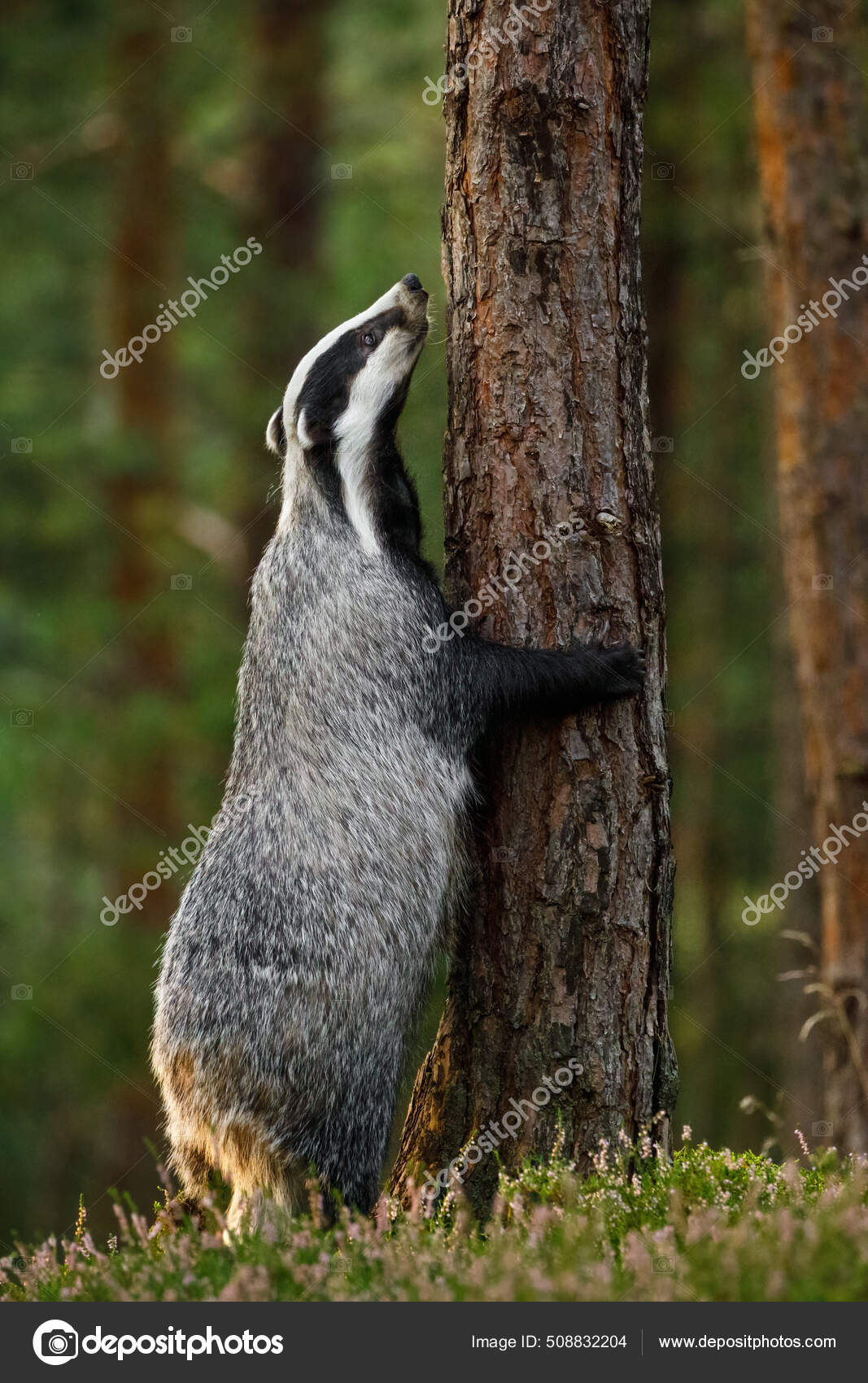 Badger's Hug European Badger Meles Meles Stands Back Legs Sniffing — Stock Photo © vaclavmatous ...