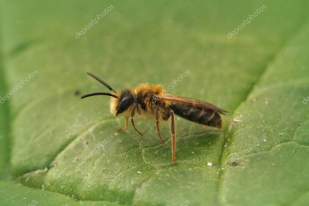 Primer plano de un macho Abeja minera temprana, hemorroa de Andrena en ...