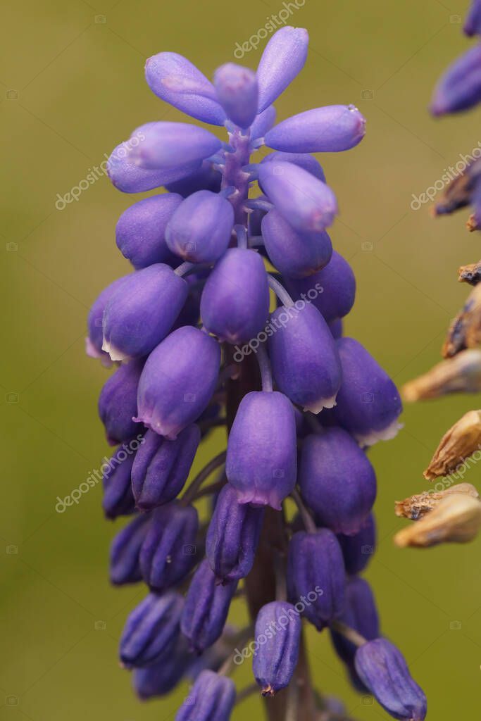 Primer plano de las suaves flores azules del jacinto de uva italiano o ...