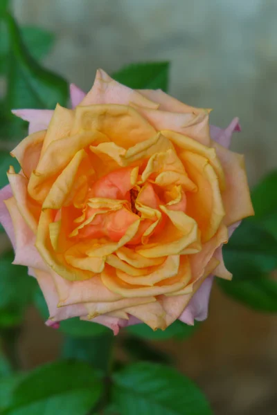 Rose golden color Stock Photos, Royalty Free Rose golden color Images ...