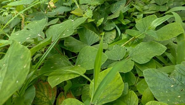 Hojas de frijol mungo Stock Photos, Royalty Free Hojas de frijol mungo ...