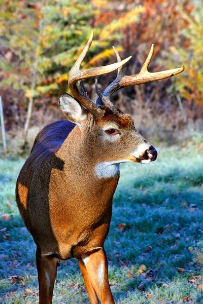 Whitetail Stock Photos, Royalty Free Whitetail Images | Depositphotos