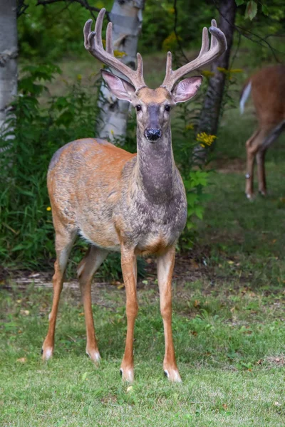 Fauna de connecticut Stock Photos, Royalty Free Fauna de connecticut ...