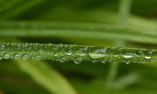 Moisture on plant Stock Photos, Royalty Free Moisture on plant Images ...