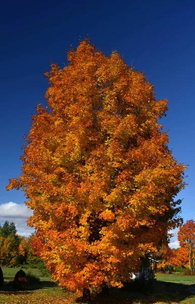 Canadian maple tree Stock Photos, Royalty Free Canadian maple tree ...