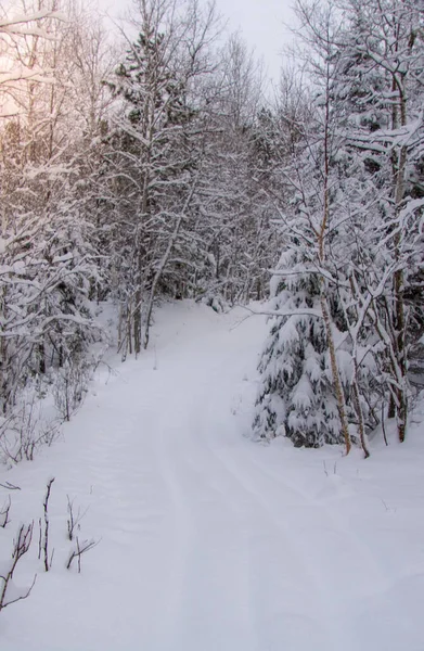 Snowmobile trail maine Stock Photos, Royalty Free Snowmobile trail ...