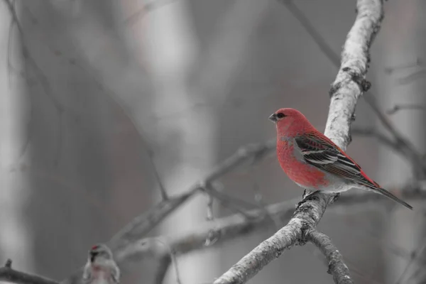 Sysie Stock Photos, Royalty Free Sysie Images | Depositphotos