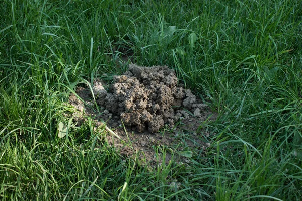 Pile of poop Stock Photos, Royalty Free Pile of poop Images | Depositphotos