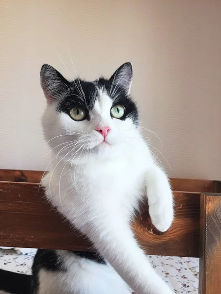 Pose gato vaca Stock Photos, Royalty Free Pose gato vaca Images ...