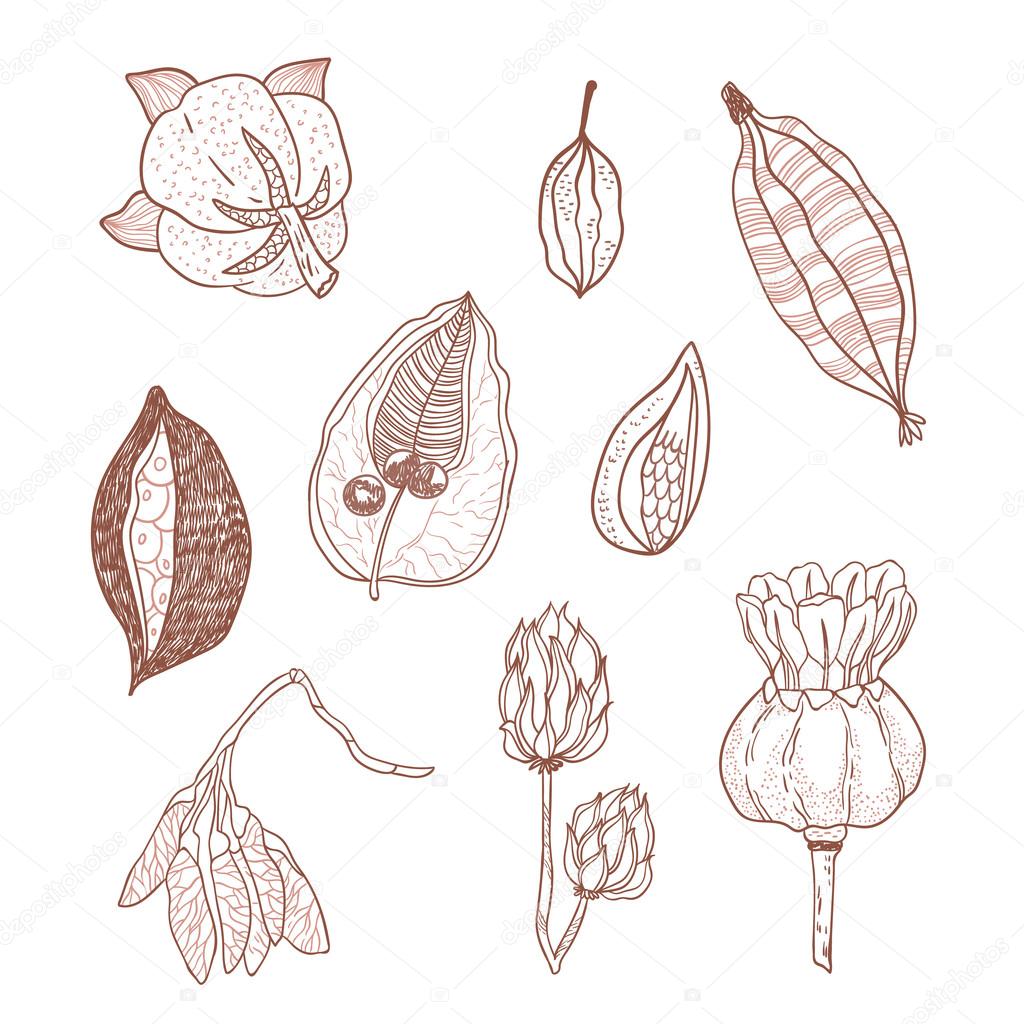 Outline vector set with seeds and seed pods in autumn colors. Organic ...