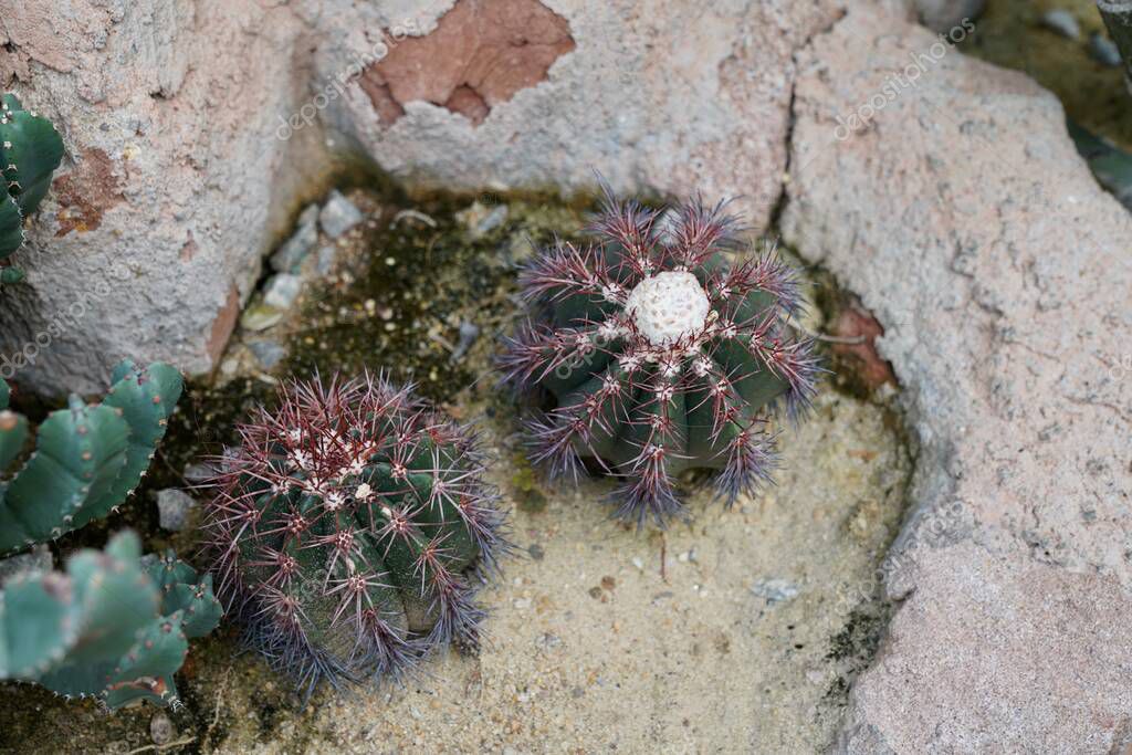 Ferocactus pilosus, también conocido como cactus lima mexicano (Viznaga ...