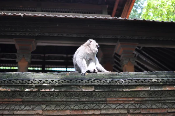Macaco do templo Stock Photos, Royalty Free Macaco do templo Images ...