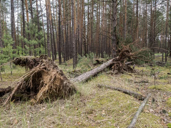 Forest reconstruction Stock Photos, Royalty Free Forest reconstruction ...