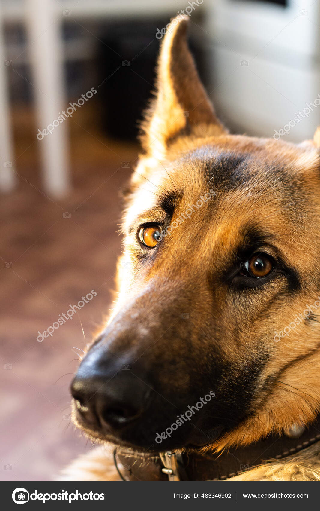 Funny Look Young German Shepherd Camera German Shepherd Close Portrait ...