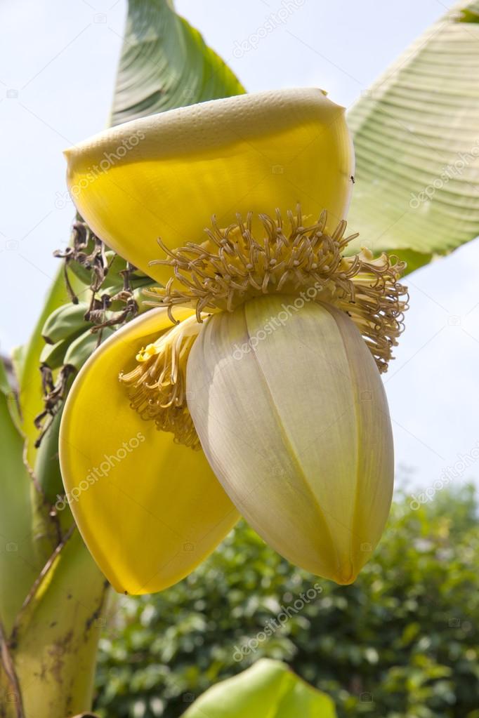 Bloem Bananenboom - Bloemen