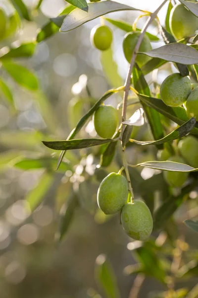 olive tree with green leaves in the garden - Stock Image - Everypixel