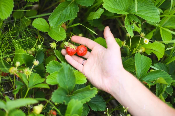 Berry picking season Stock Photos, Royalty Free Berry picking season ...
