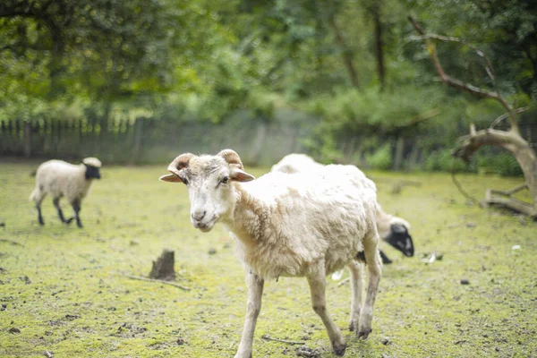 Ethiopian shepherd Stock Photos, Royalty Free Ethiopian shepherd Images ...
