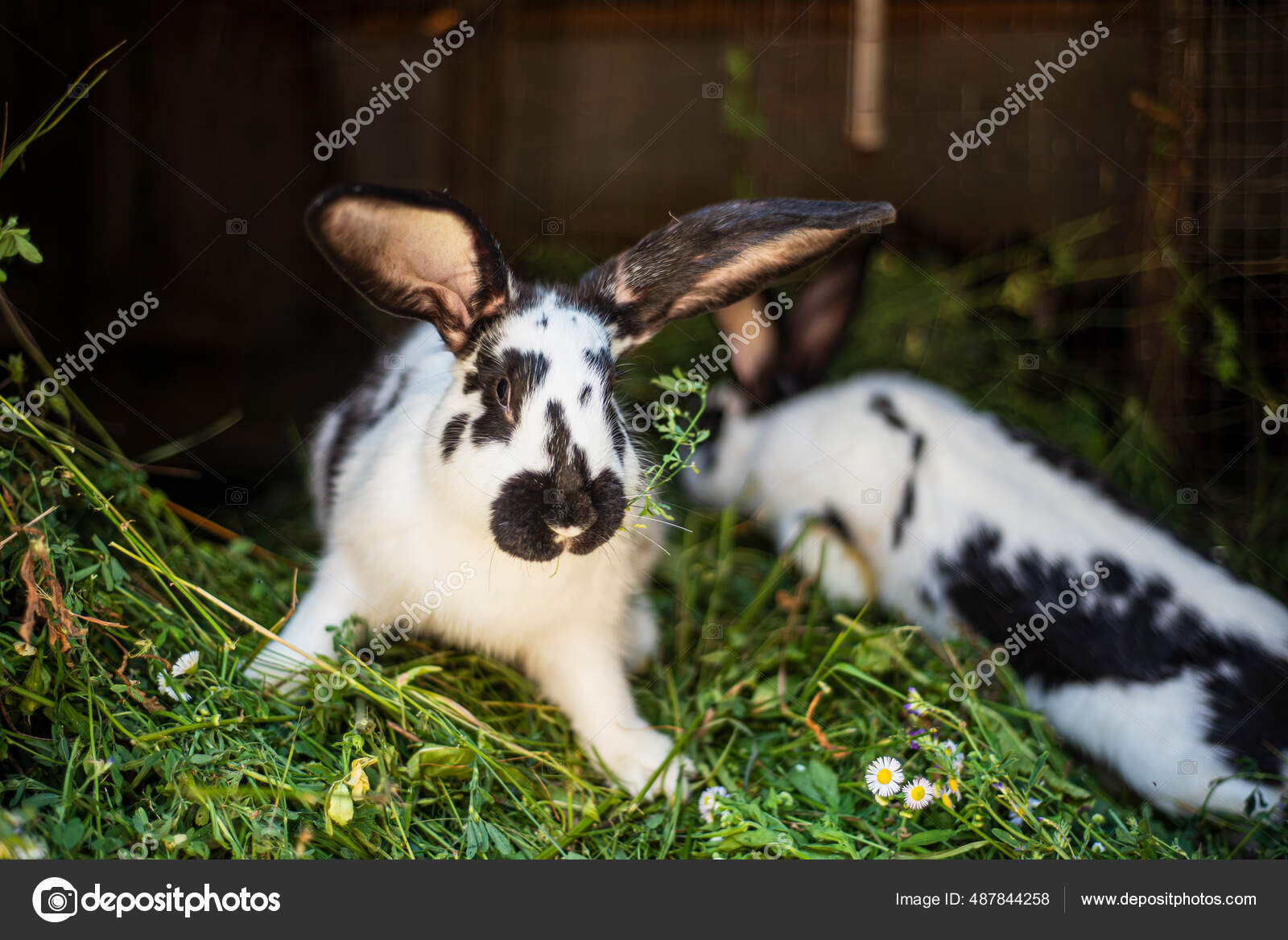 Small White Black Rabbit Eating Green Grass Ground Domestic Rabbit ...