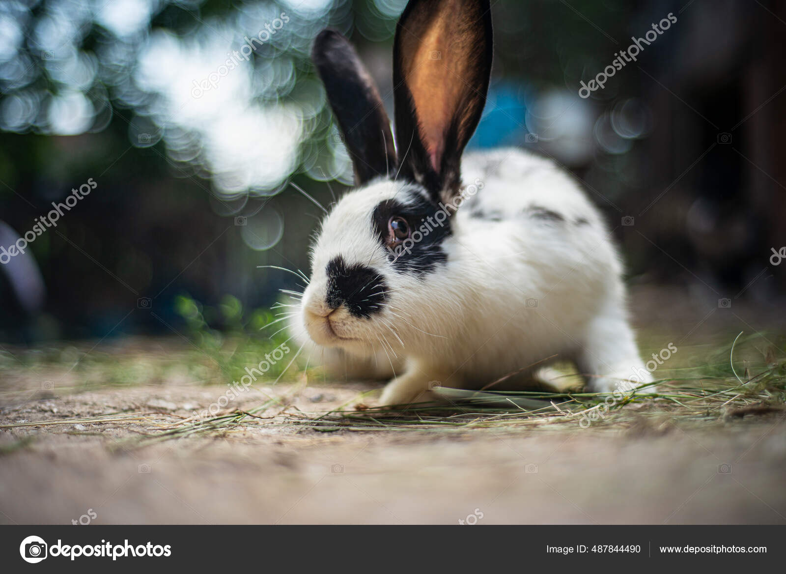 Small White Black Rabbit Eating Green Grass Ground Domestic Rabbit ...
