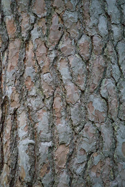 Bark detail Stock Photos, Royalty Free Bark detail Images | Depositphotos