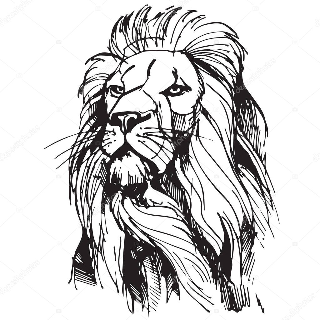 vector realista dibujo a mano de majestuosa cabeza de león aislado ...
