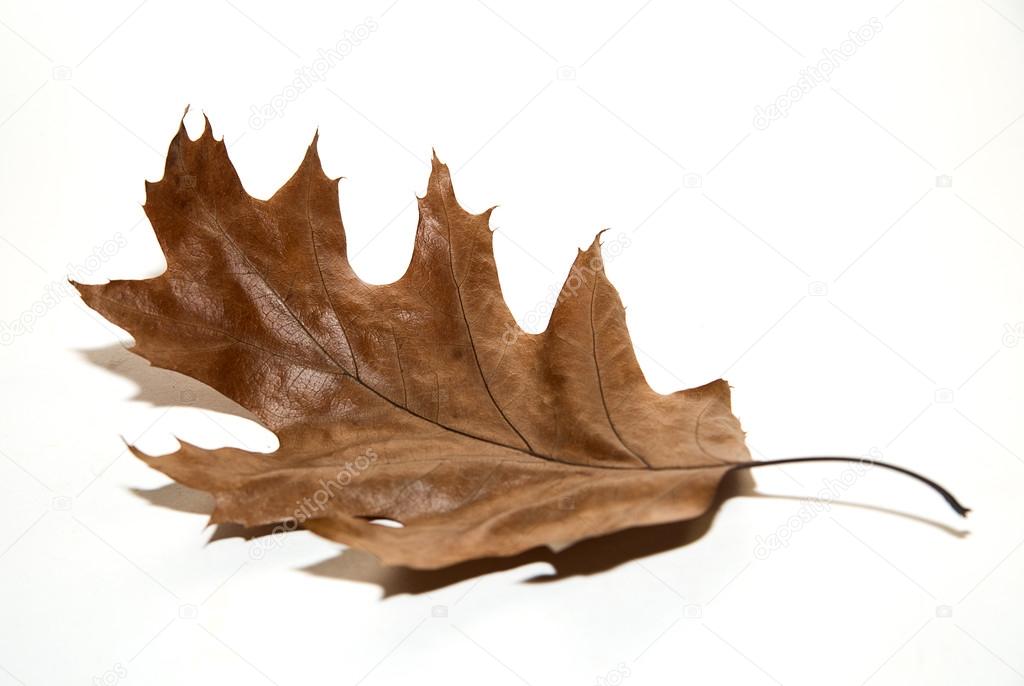 Dry Oak Leaf Real Oak Leaves. Natural Dried Pressed Real Oak Leaves