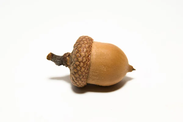One acorn with cap on over white — Stock Photo © ggggg8101@gmail.com ...