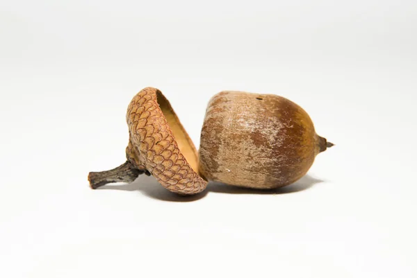 One acorn with cap on over white — Stock Photo © ggggg8101@gmail.com ...