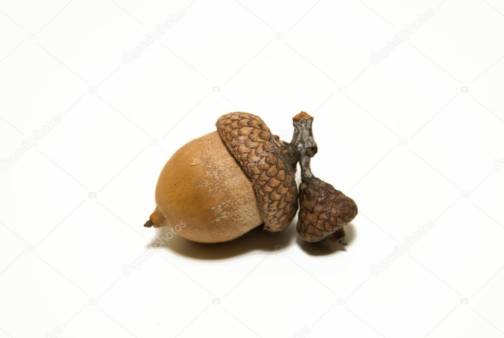One acorn with cap on over white — Stock Photo © ggggg8101@gmail.com ...