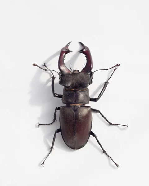 Stag Stock Photos, Royalty Free Stag Images | Depositphotos