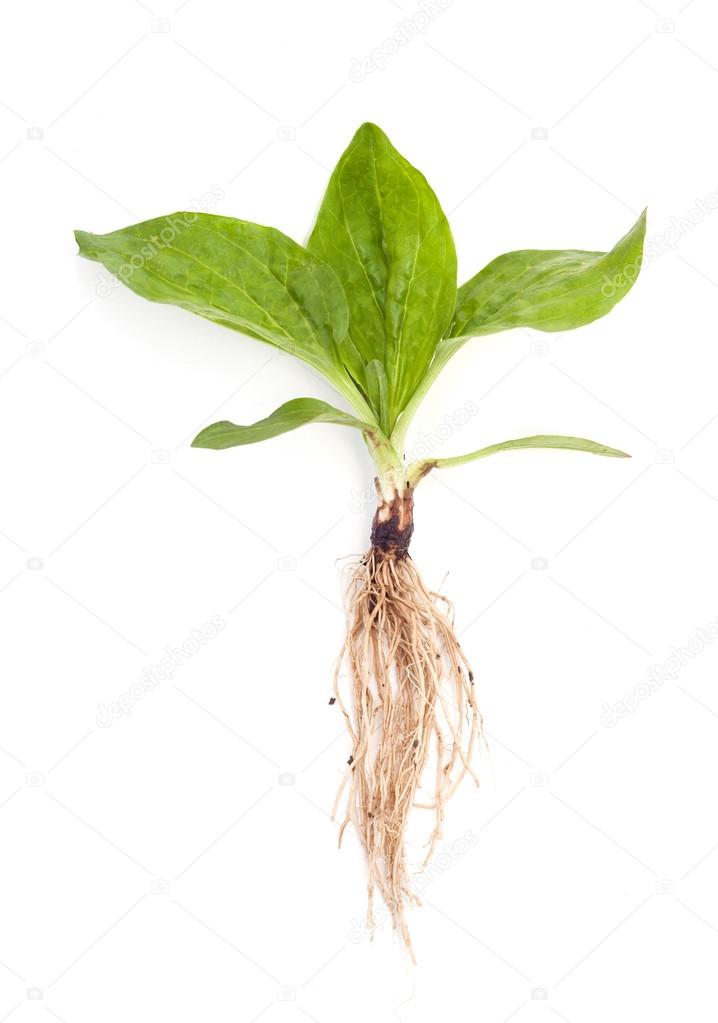 Plantain with root isolated — Stock Photo © ekramar #109384542