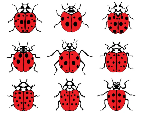 Images: different colored ladybugs | Ladybugs in Different Colors ...