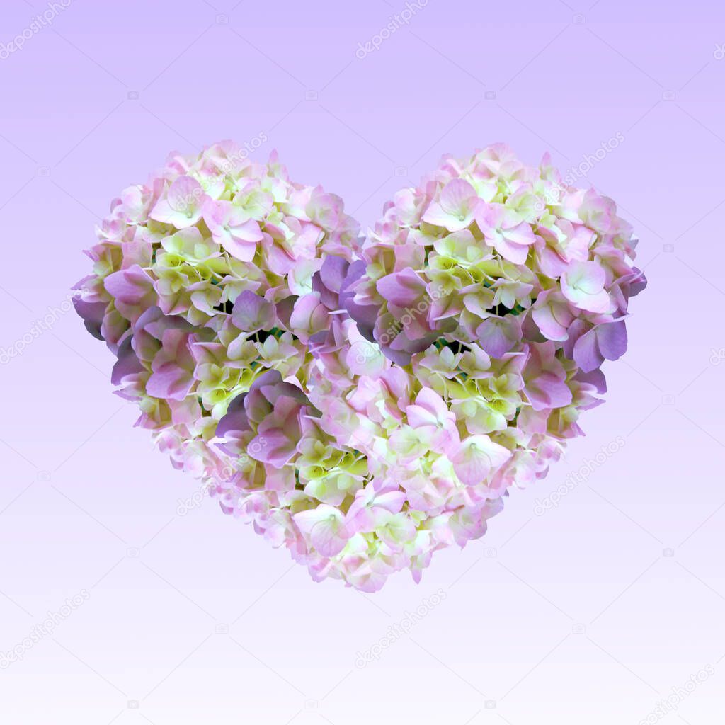 Coraz n de hortensias de colores sobre un fondo p rpura claro, collage ...