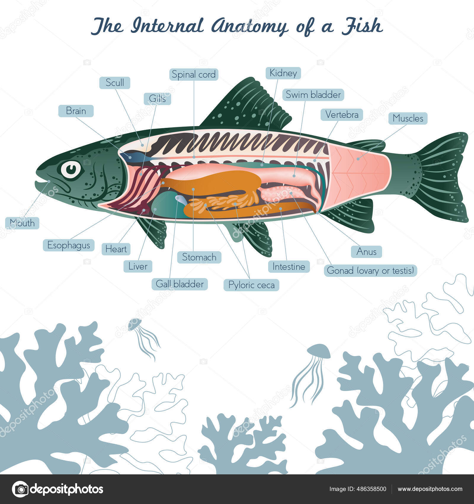 Fish internal organs Vector Art diagram Anatomy with Labels Stock ...