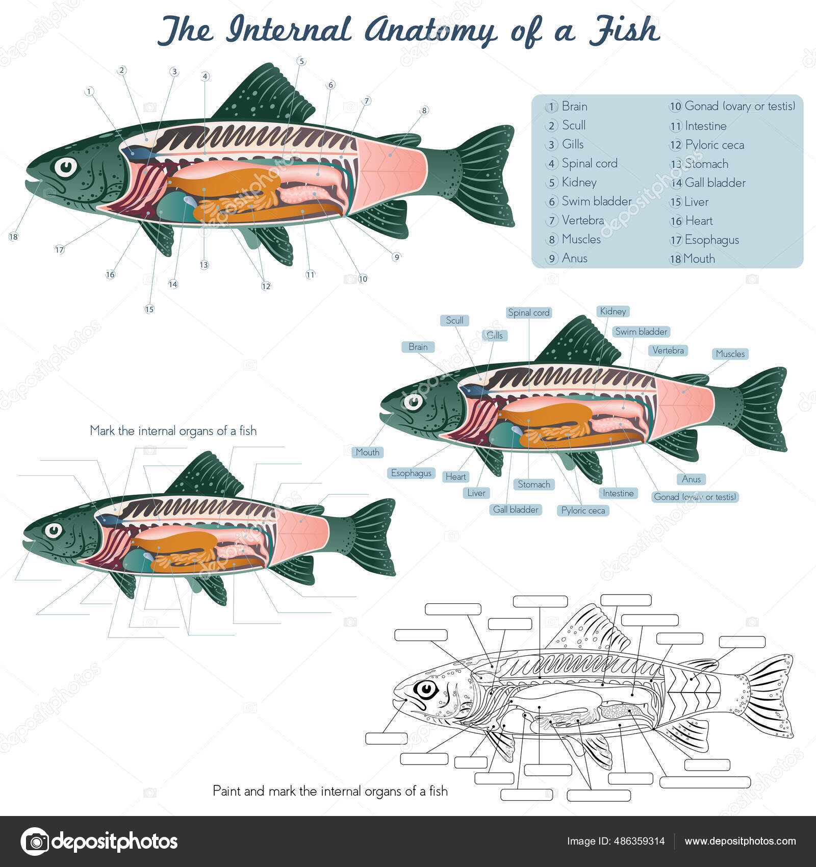 Anatomy of a fish. Fish internal organs. Stock Vector Image by ...