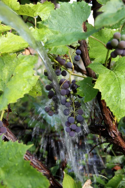 Turning water into vine Stock Photos, Royalty Free Turning water into ...