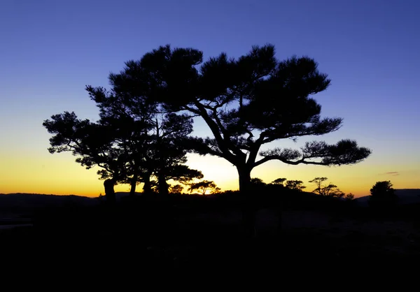 Sunset pine trees Stock Photos, Royalty Free Sunset pine trees Images ...