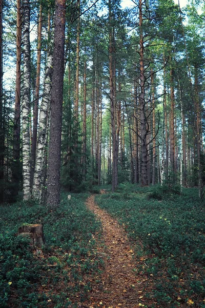 Pegadas na floresta Stock fotók, Pegadas na floresta Jogdíjmentes képek ...