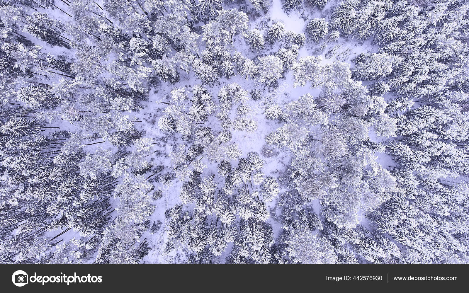 Top View Forest Winter Landscape Nature Snowy Forest Aero Phot — Stock ...