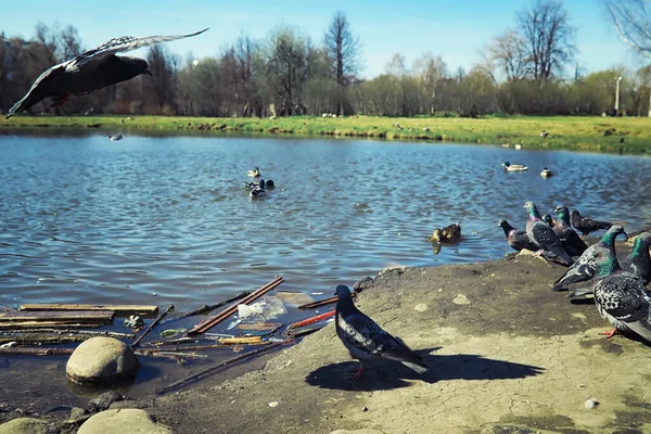 Birds of ukraine Stock Photos, Royalty Free Birds of ukraine Images ...