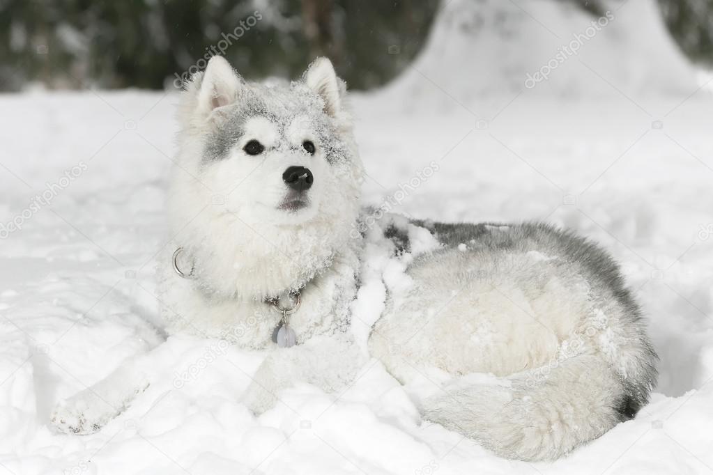 All White Fluffy Husky