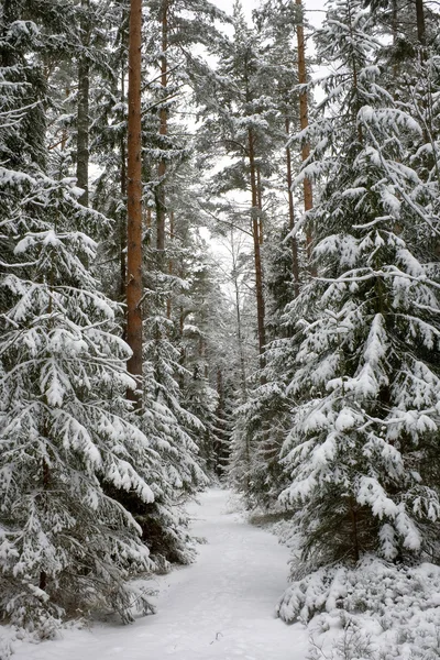 Winter path Stock Photos, Royalty Free Winter path Images | Depositphotos