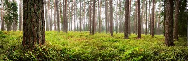 Panorama forestal Stock Photos, Royalty Free Panorama forestal Images ...