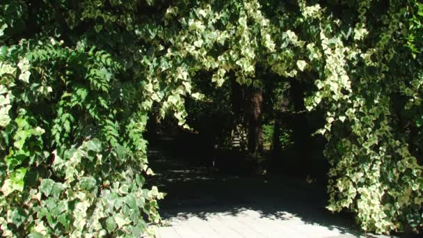 209 vídeos de Tipuri de arbori, metraje de Tipuri de arbori sin ...